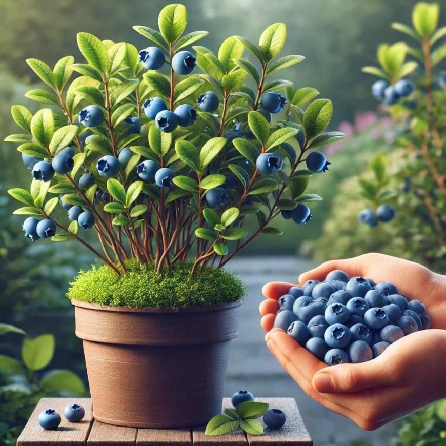 Blaubeere Im Kubel