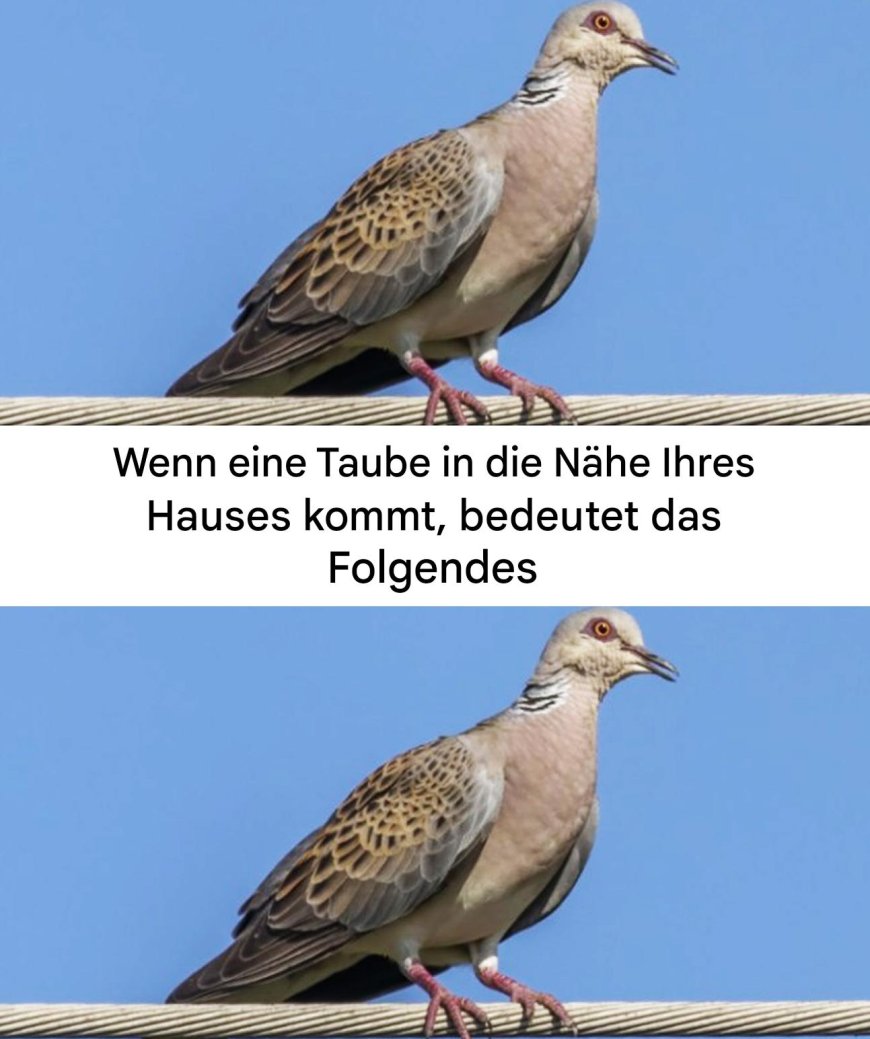 Eine Taube in der Nähe des Hauses: spirituelle Bedeutung und Gründe für ...